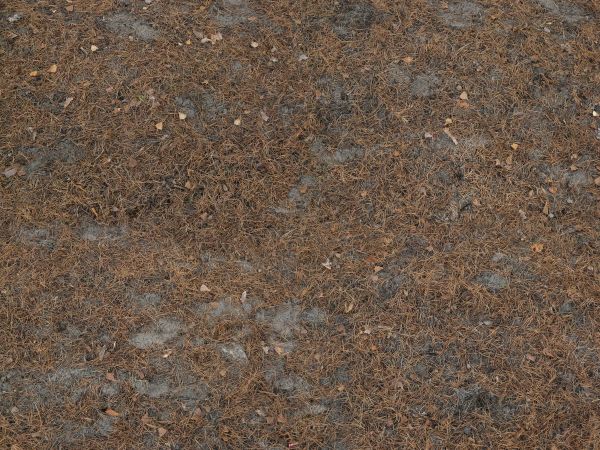 leaves on the ground texture 0025 - Texturelib